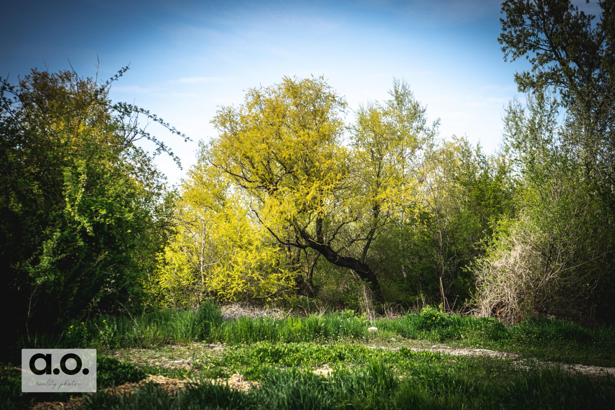Fűzfa - A.O. Valóság fotók